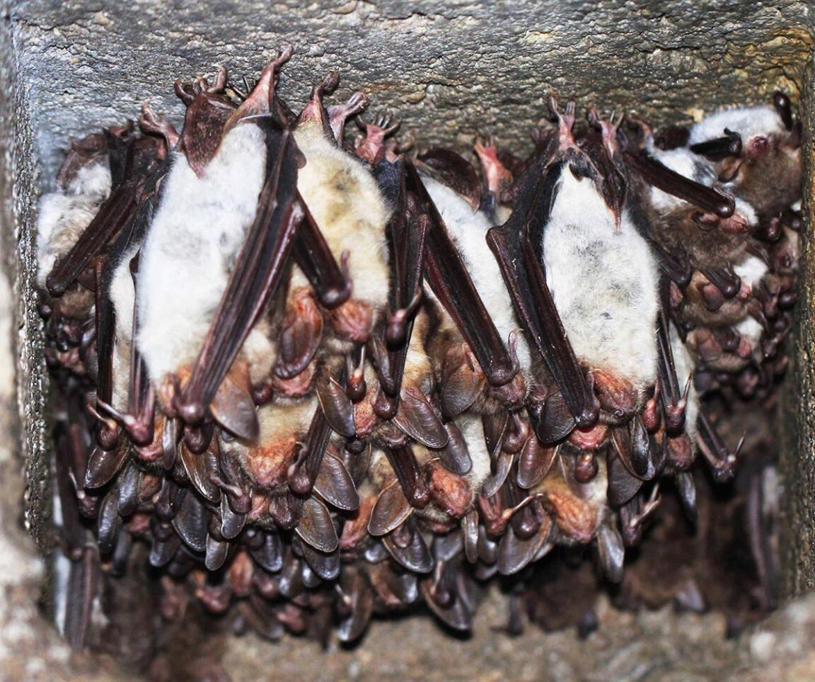 Swarming Secrets : les « boîtes de nuit » de chauves-souris détiennent ...