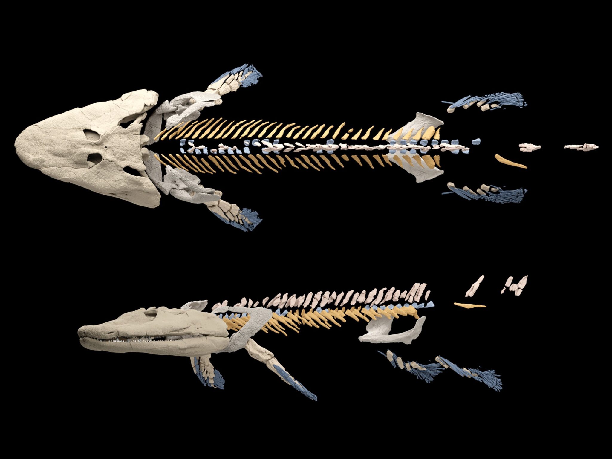 Un poisson avec des pattes ? Un poisson fossile vieux de 375 millions d ...