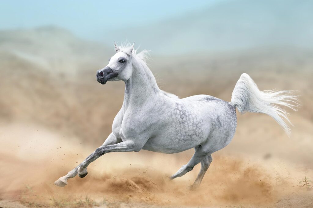 L’aube de la puissance cheval-vapeur : utiliser l’ADN pour retracer 4 ...
