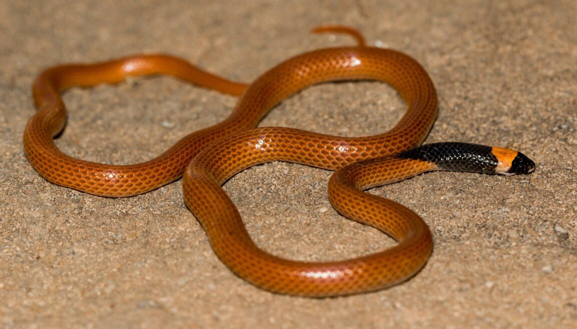 Une mystérieuse nouvelle espèce de serpent découverte en Arabie Saoudite