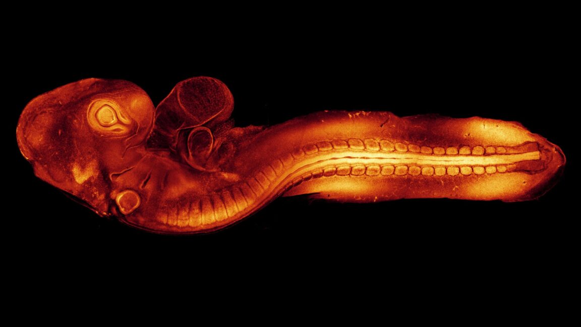 Découvrez comment les scientifiques utilisent des embryons lumineux ...