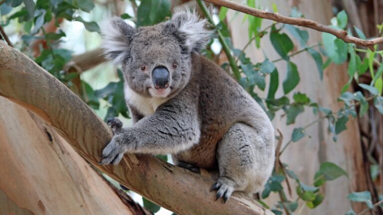 Le rebond rapide d'une population de koalas pourrait lui permettre d ...